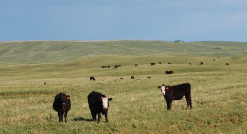 Managed Grazing - Drawdown Alberta
